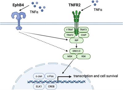 Frontiers | Alterations in bone fracture healing associated with TNFRSF signaling pathways